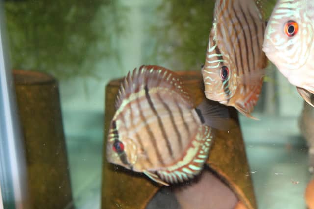 2-inch juvenile discus - 6 for $20.00 | Fish | KSL Classifieds