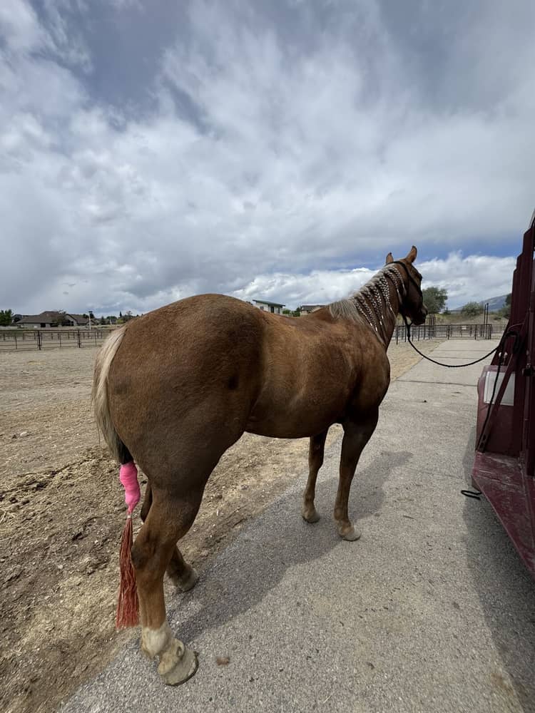 8yr old grade mare | Horses | KSL Classifieds