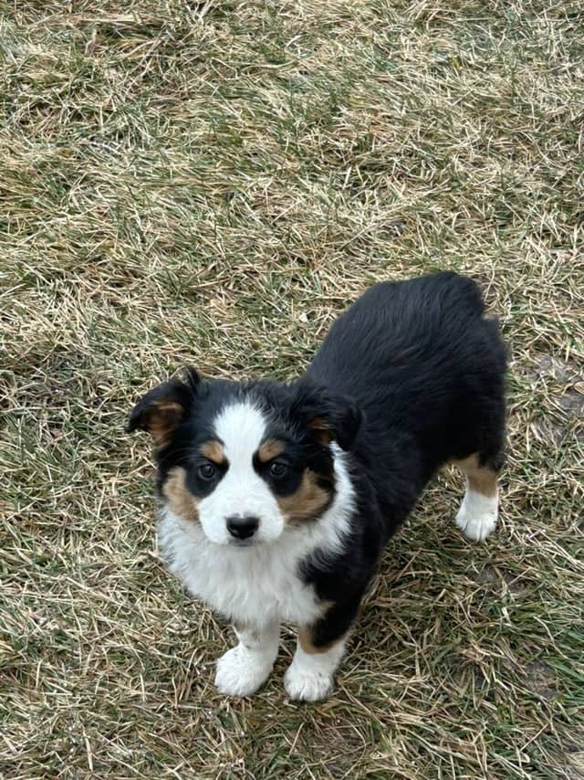 Toy / Mini Australian Shepherd Puppies | Dogs | KSL Classifieds