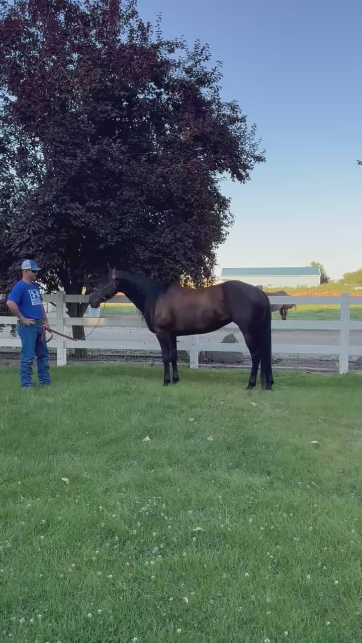 Beautiful 5-year old Black Mare | Horses | KSL Classifieds